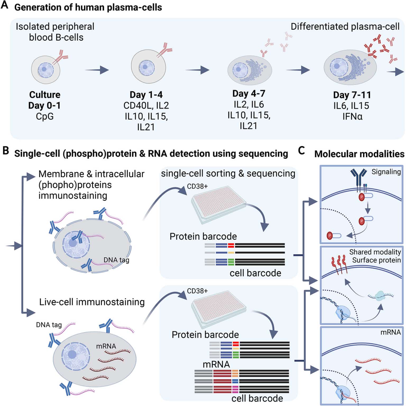 New publication on uncovering phenotypic characteristics and active ...