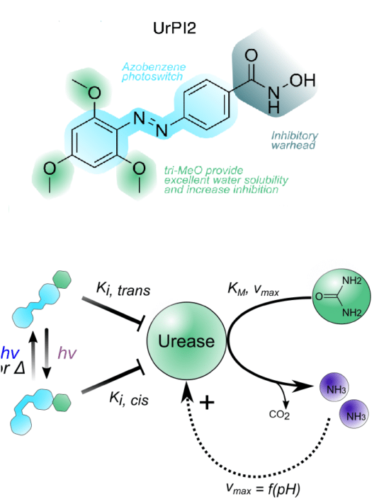 Internships - The Huck Group